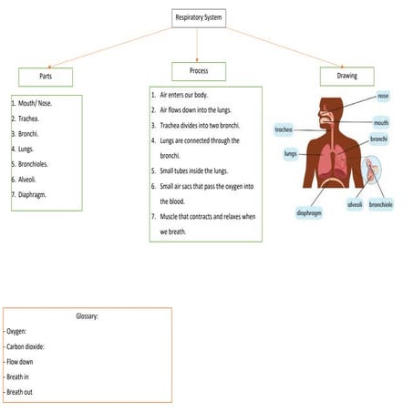 Mind map Respiratory System klakdkjhjssd | PDF