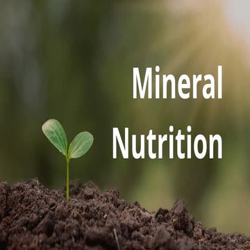Mineral Nutrition_Essential Elements.pptx