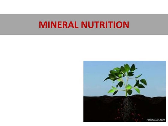 mineral nutrition.pptx