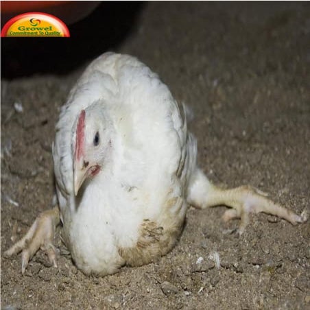 Nutritional Diseases Caused By Vitamins Deficiencies in Animals | PPTX