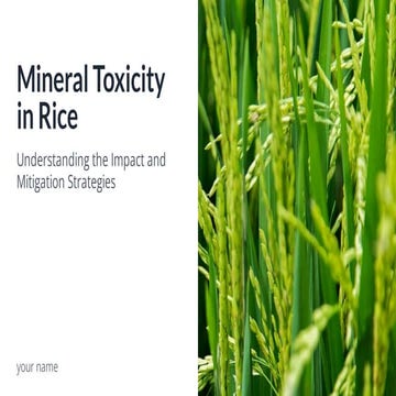 Mineral toxicity in rice _2025121233550.pdf