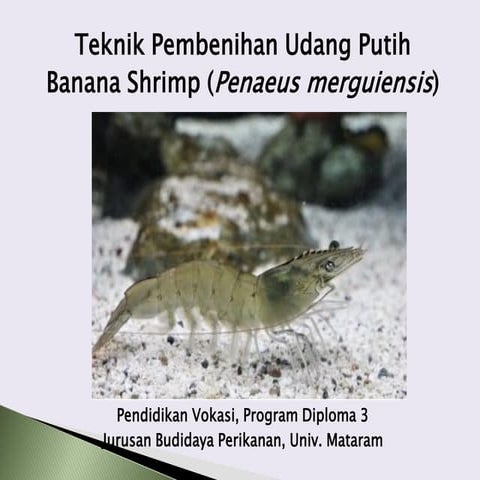 Minggu ke 5 penaeus merguiensis | PDF