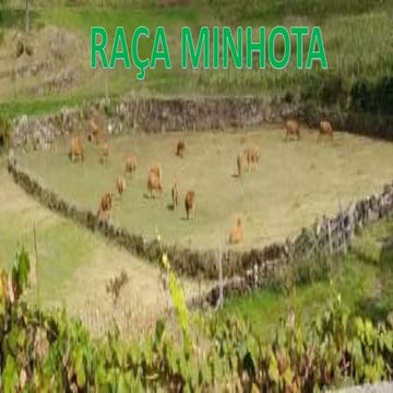 RAÇA Minhota | PPTX