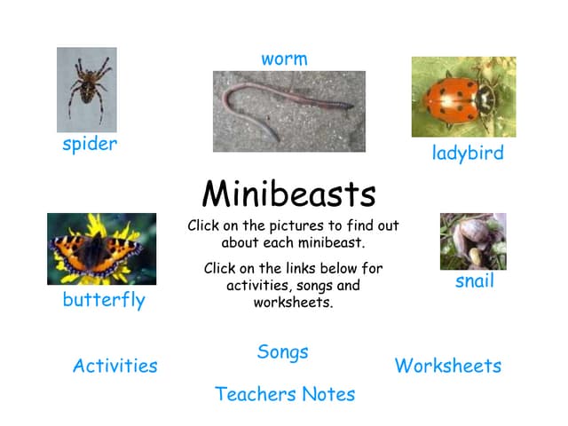Gr2 Mini Beasts | PPT