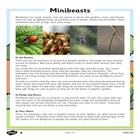 Minibeasts differentiated-reading-comprehension-activity-pages-1-3 | PDF