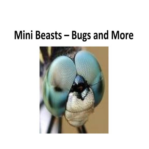 Mini Beasts – Bugs And More | PPT | Biological Sciences | Science