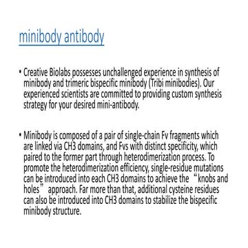 Minibody antibody | PDF | Biotech and Biomedical Industry | Industries