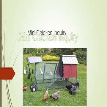 Mini chicken inquiry | PPTX