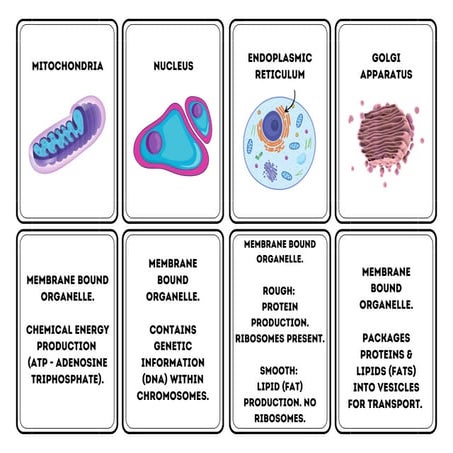 Minimalist Biology Cell Organelles Science Flash Cards | PDF ...