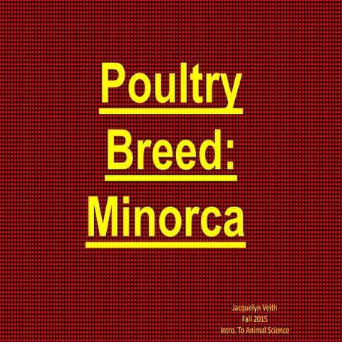 Minorca: Poultry breed | PPT