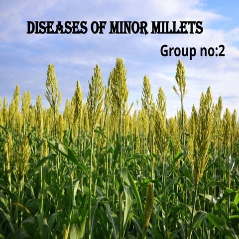 Minor millets and their diseases(original) 1.pptx