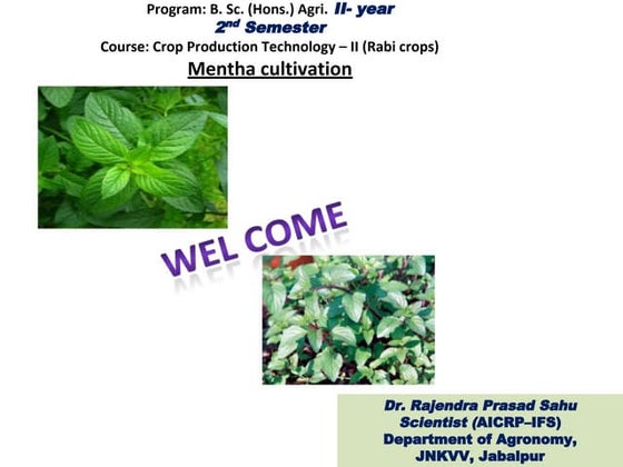 Mint Presentation | PPTX