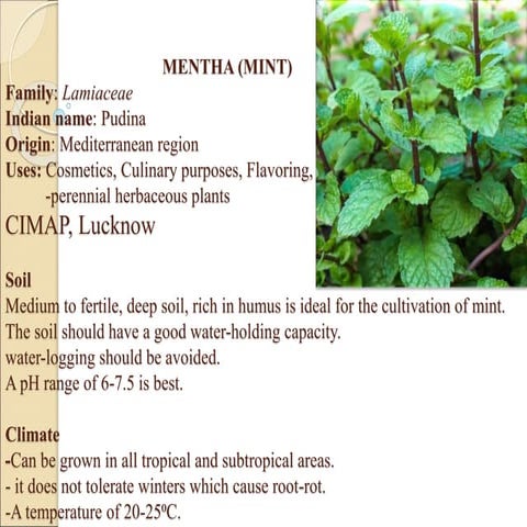 Mint.ppt Details of mint cultivation practices | PPT