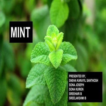Mint Presentation | PPTX