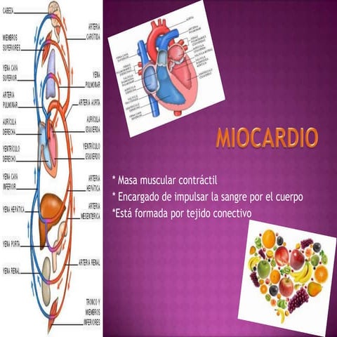 Miocardio | PPTX | Heart and Cardiovascular Diseases | Diseases and ...