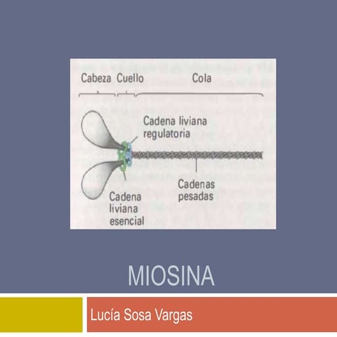 Miosina ii.0 | PPTX