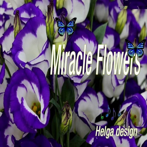 Miracle Flowers | PPS
