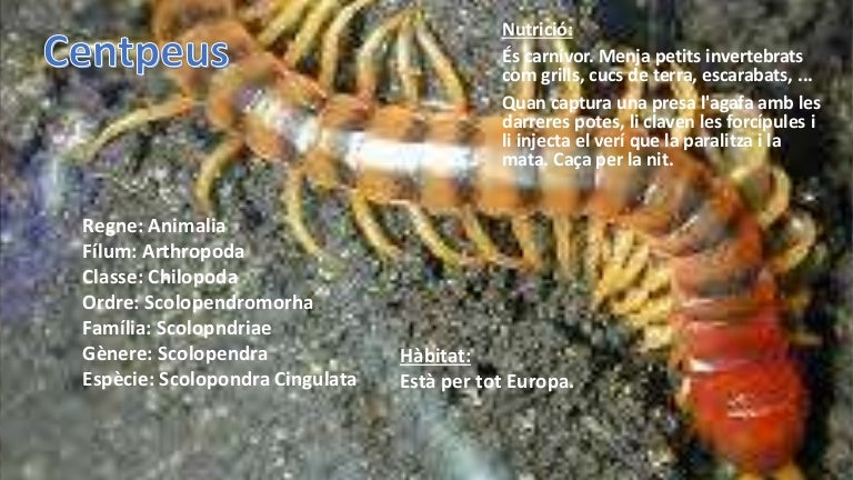 Miriàpode: Centpeus