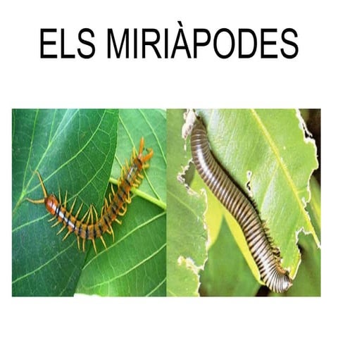 Miriàpodes | PPT