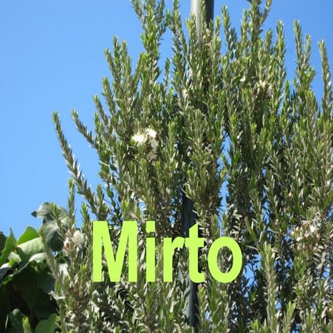 Mirto | PPS