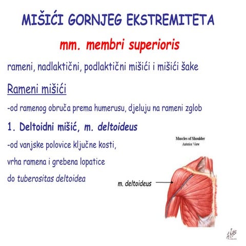 Misici gornjeg ekstremiteta | PPT