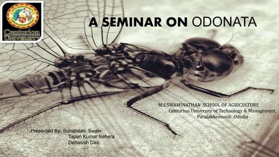 Insect Order odonata | PPTX | Birdwatching | Hobbies & Interests