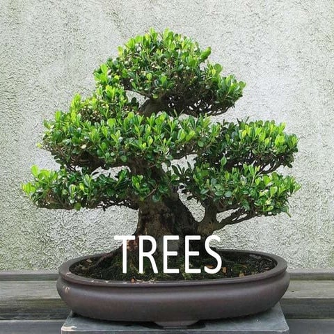 Mitha (trees) a report text | PPTX