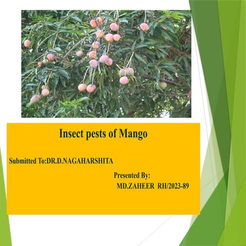 Insect pests of mango | PDF
