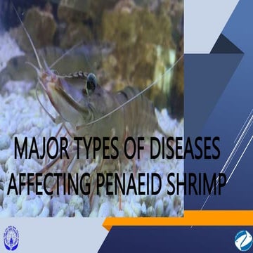 major type of diseases affecting shrimps | PPTX