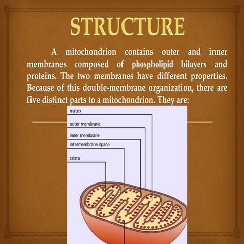 Mitochondria | PPT