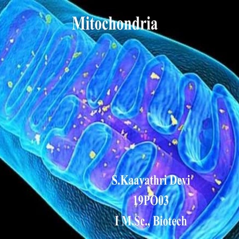 Mitochondria | PPT