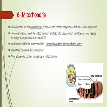 Mitochondria.pptx