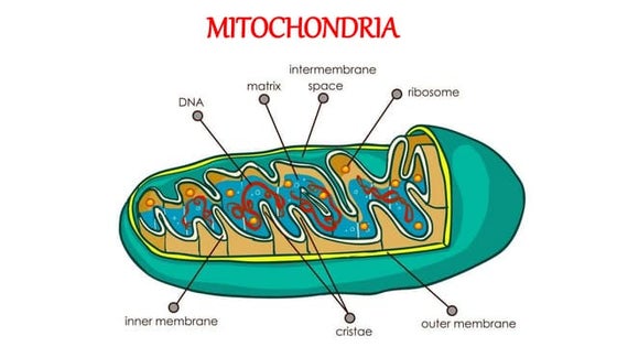 mitochondria biogenesis and functions.pptx | Biological Sciences | Science