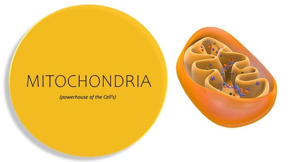 mitochondria ppt. | PPTX