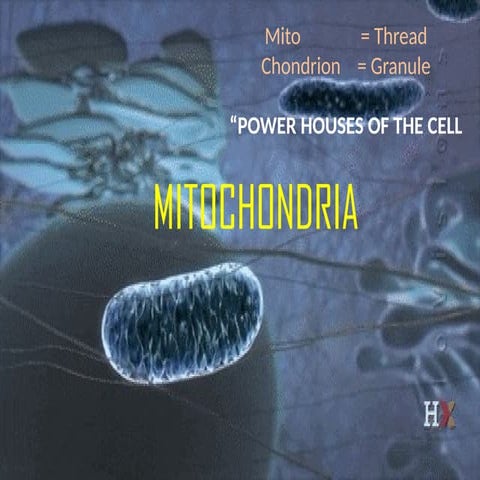MITOCHONDRIA STRUCTURE AND FUNCTIONS | PPTX