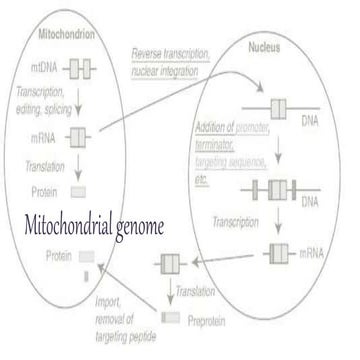 mitochondrial genome.pptx