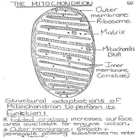 Mitochondrion | PDF