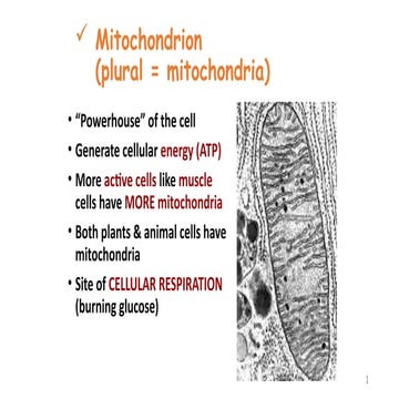 Mitochondrion.pptxHQYT8FFRFFFFFFFFFFFFFF | PPTX