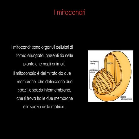 Mitocondri | PPT