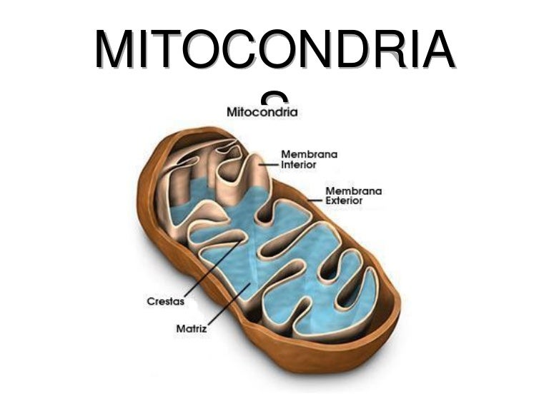 Mitocondria