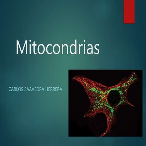 Mitocondrias | PPTX