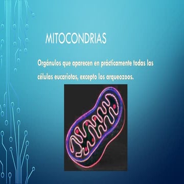 Las Mitocondrias | PPTX