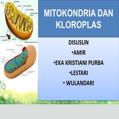 MITOKONDRIA DAN KLOROPLAS.pptx