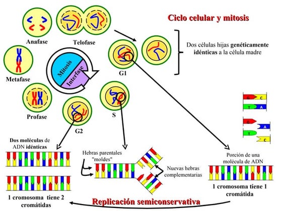 Diagrama De Ribossomo Com Rotulos Síntesis De Proteínas (aparato De