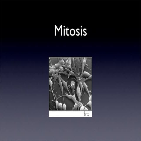 Mitosis | PPT