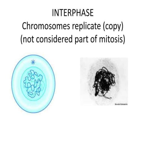 Mitosis | PPTX | Biological Sciences | Science