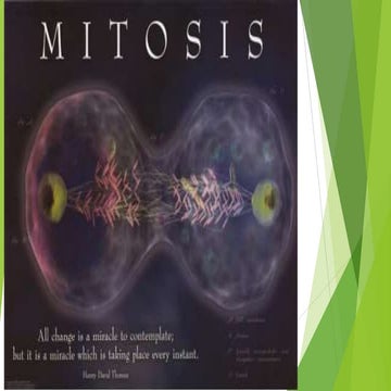 Mitosis | PPT