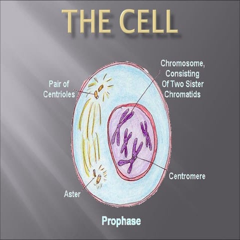 STEM CELL THERAPY | PPTX