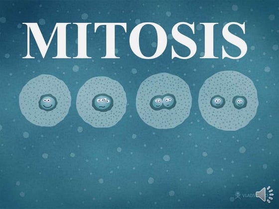 MITOSIS: LIFE SCIENCES FOR GRADE 10`S | PPT