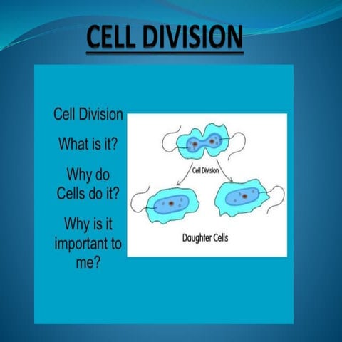 Mitosis | PPT